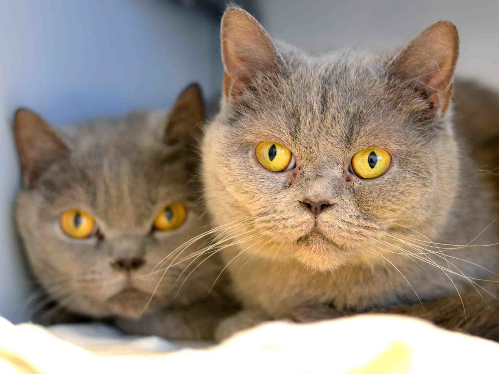 Kat adopteren | Dierenopvang en Dierenambulance de Wissel