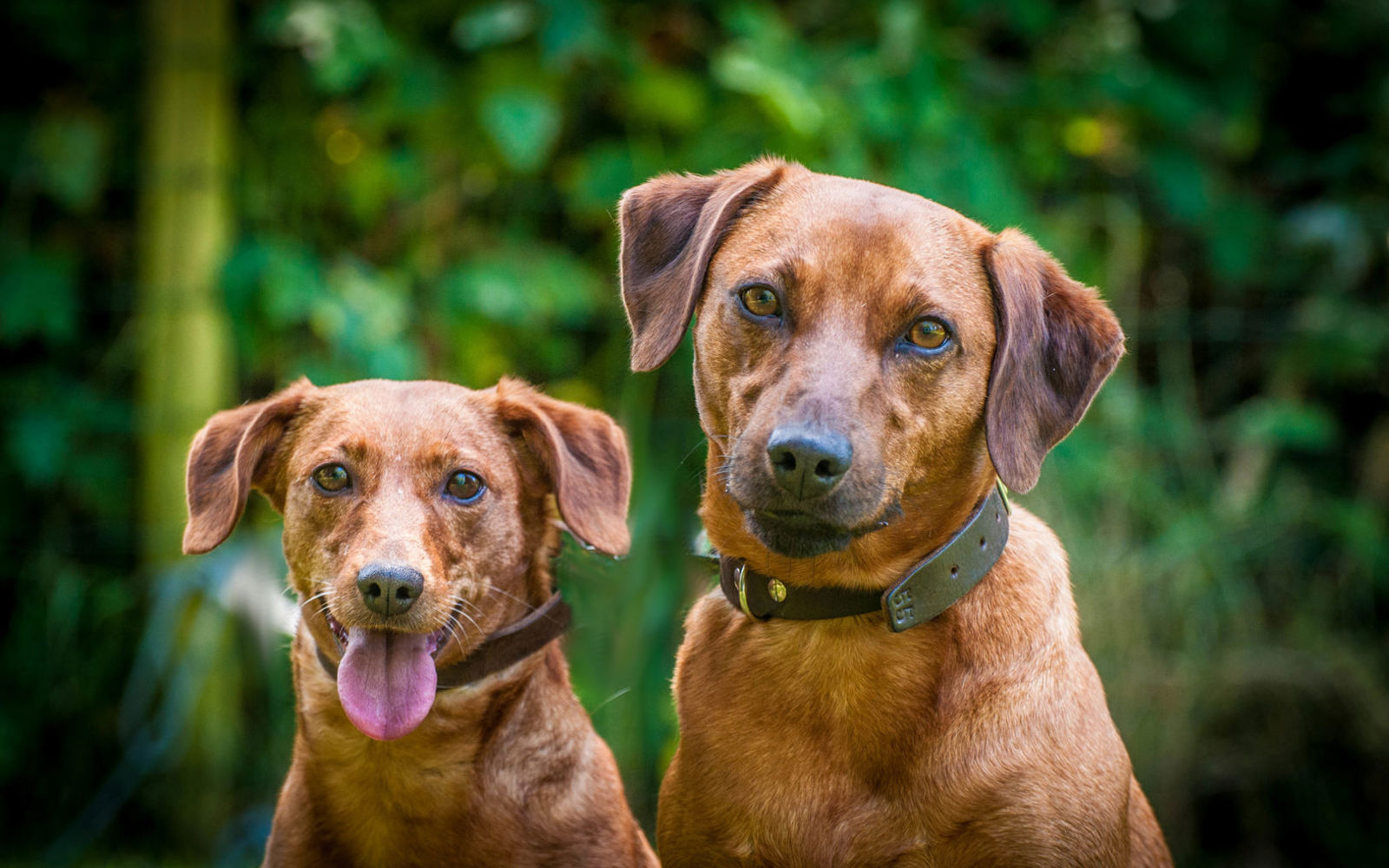 Hond adopteren | Dierenopvang en Dierenambulance de Wissel