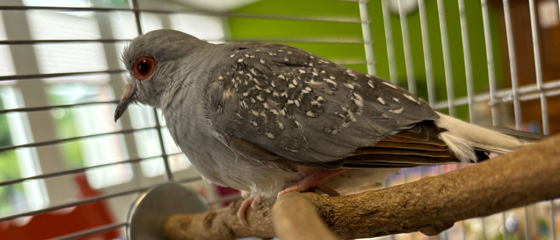 Dierenopvang en Dierenambulance De Wissel