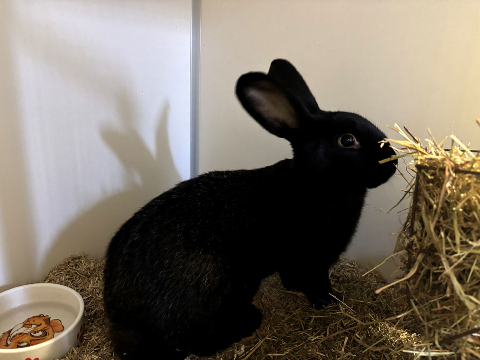 10778 Figaro | Dierenopvang en Dierenambulance de Wissel