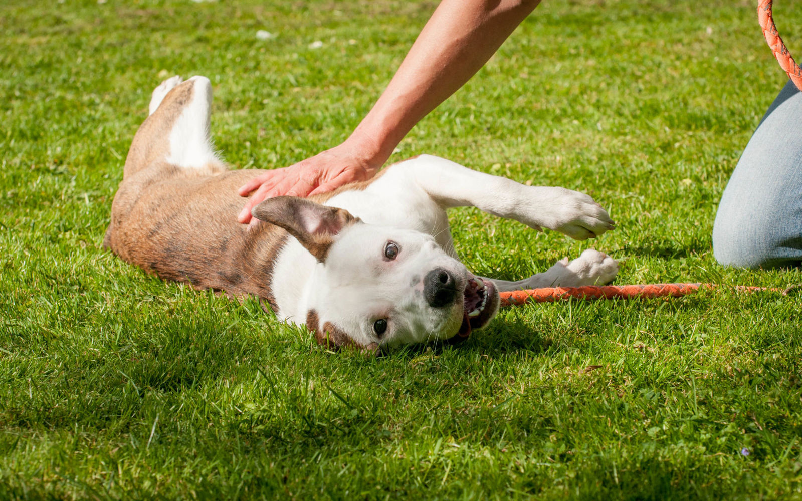 Hond adopteren | Dierenopvang en Dierenambulance de Wissel